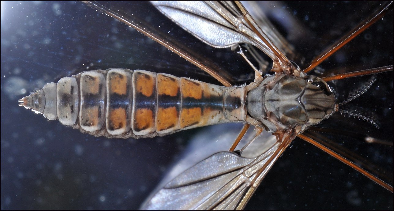 Diptera.info - Discussion Forum: 1_Tipulidae_ID? (Tipula_Emodotipula ...