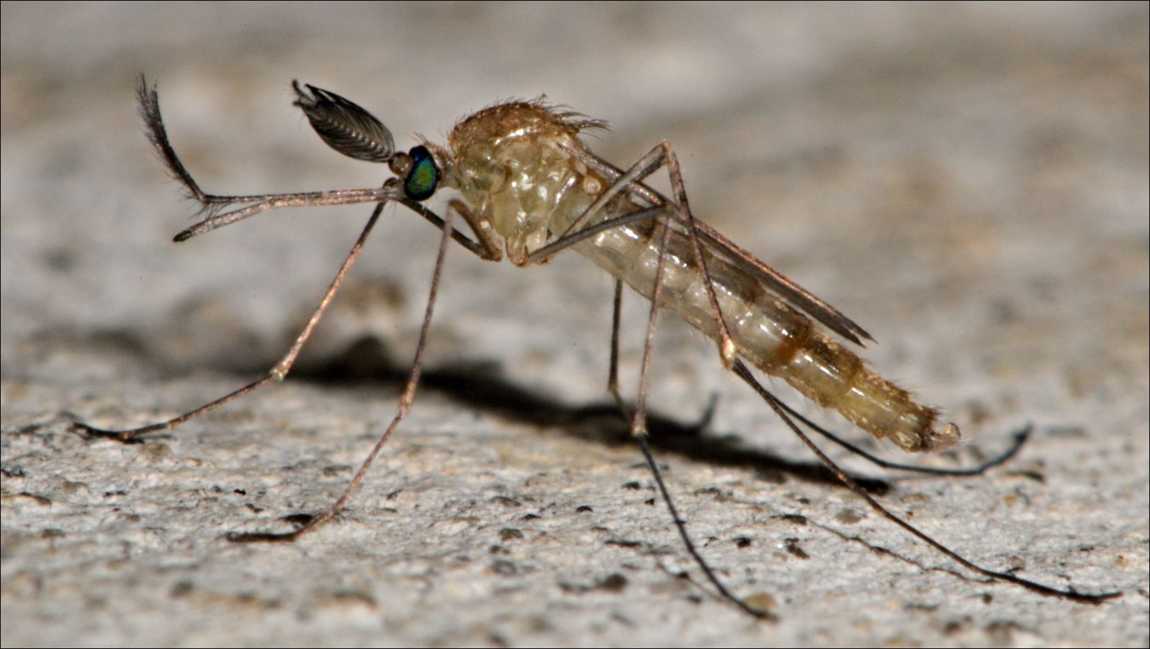 Diptera.info - Discussion Forum: Culex molestus? Culex pipiens (male)