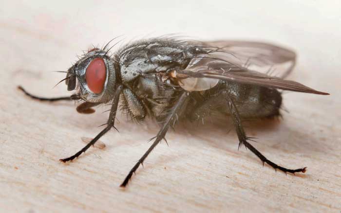 Diptera.info - Discussion Forum: Sarcophagidae, > Brachicoma devia female