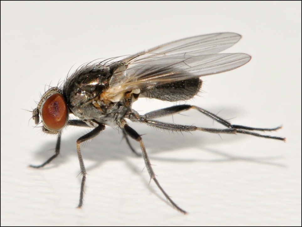 Diptera.info - Discussion Forum: Muscidae_ID? (Fannia sp.(female)