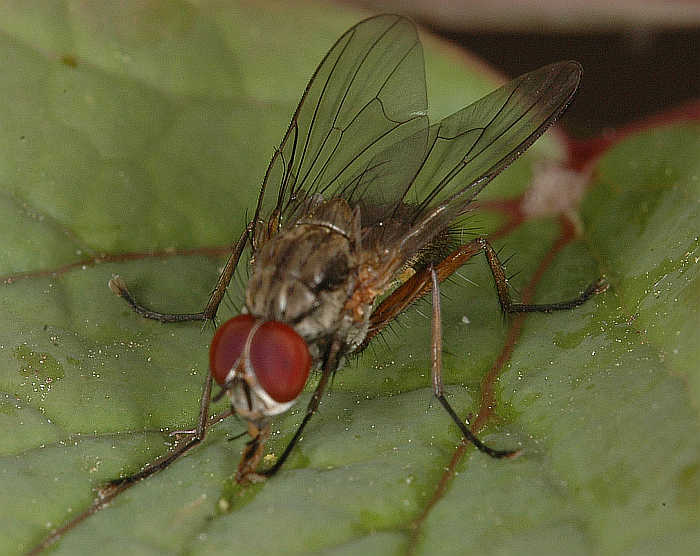 Delia antiqua - Alchetron, The Free Social Encyclopedia