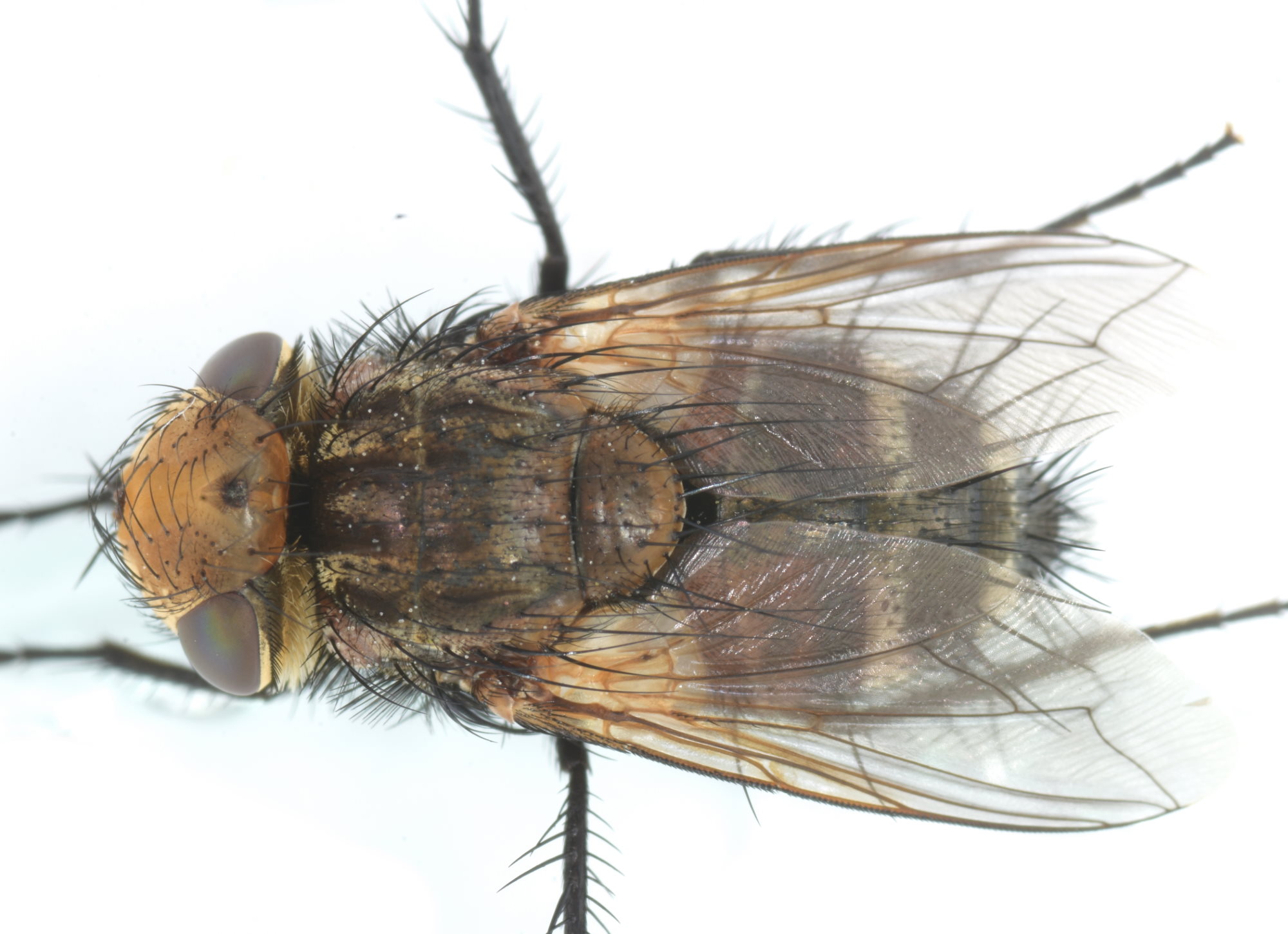 Diptera.info - Discussion Forum: Gonia - Female Gonia ornata.