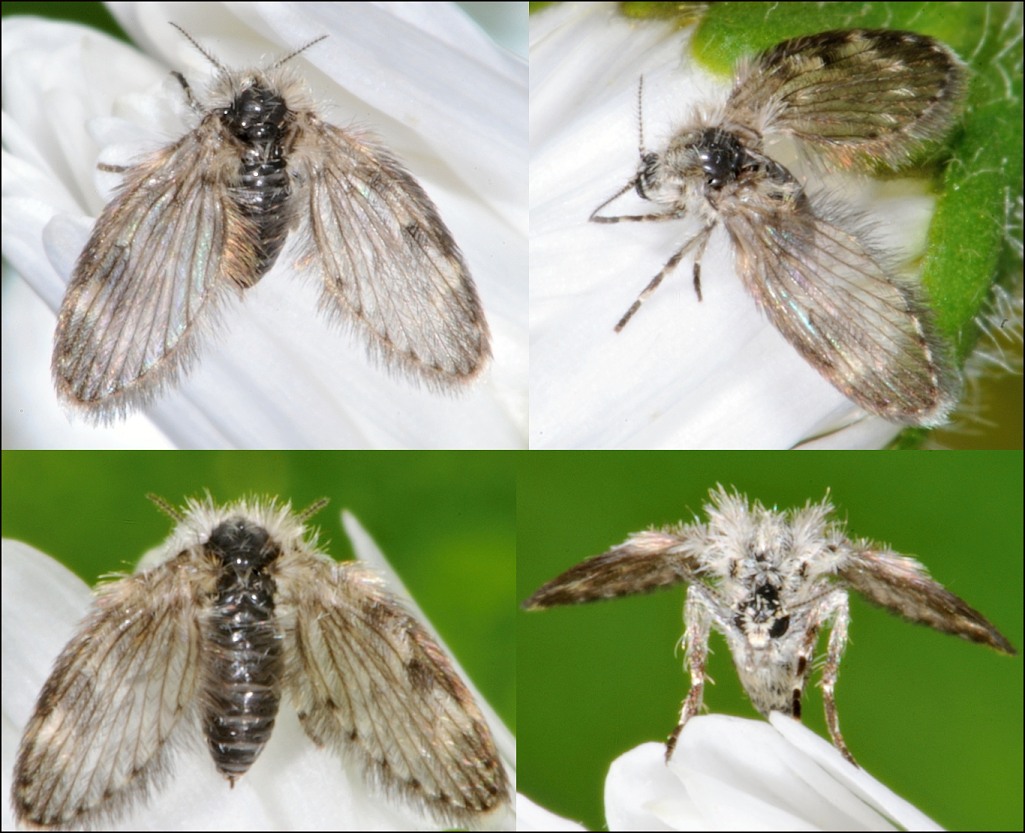 Diptera.info - Discussion Forum: 2_Psychodidae_ID? (Pericoma sp.(female)