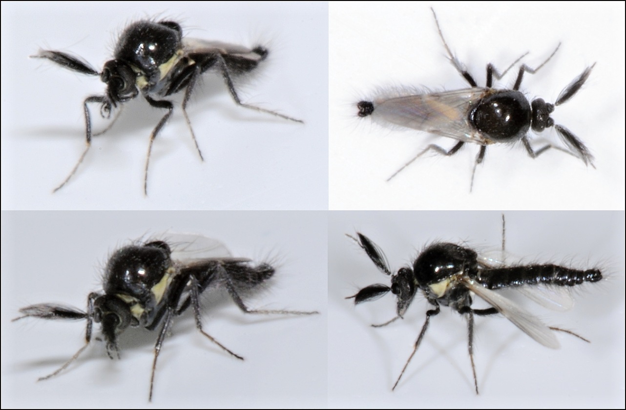 Tiny, biting midges are responsible for the pollination of cacao (the ...