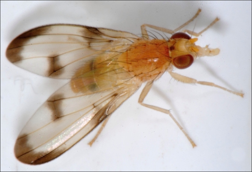 Diptera.info - Discussion Forum: Palloptera trimacula? (Pallopteridae)