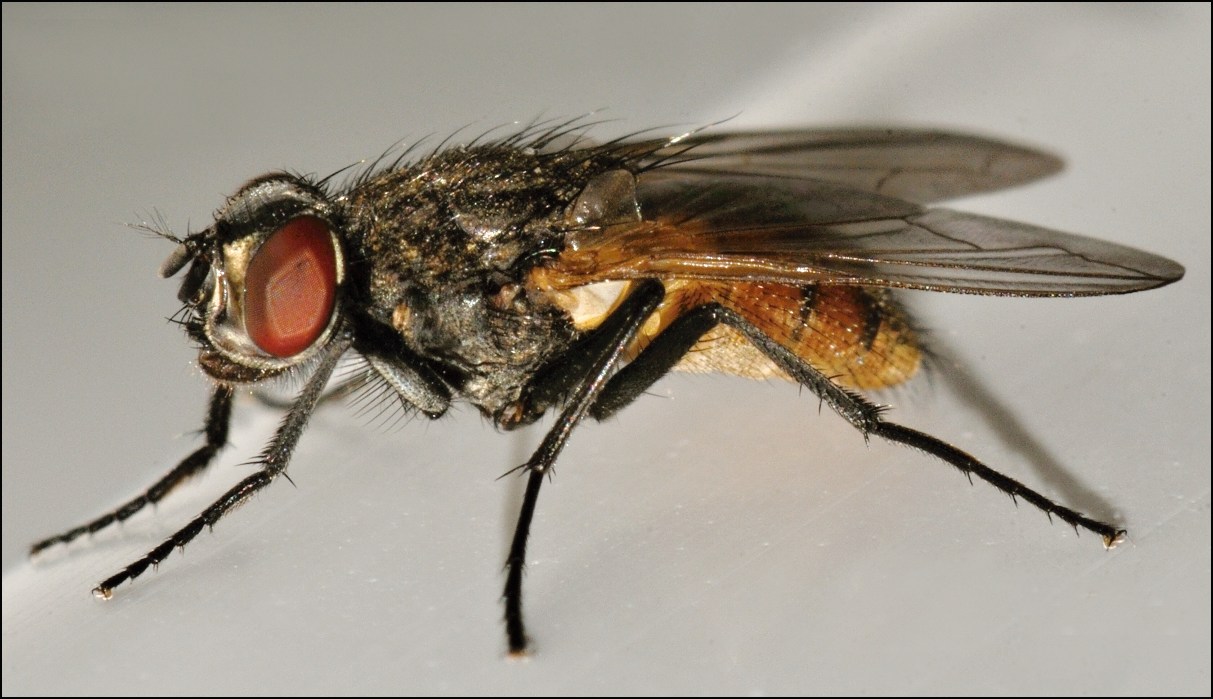 Diptera.info - Discussion Forum: Musca domestica? (Musca domestica(female)