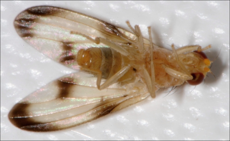 Diptera.info - Discussion Forum: Palloptera trimacula? (Pallopteridae)