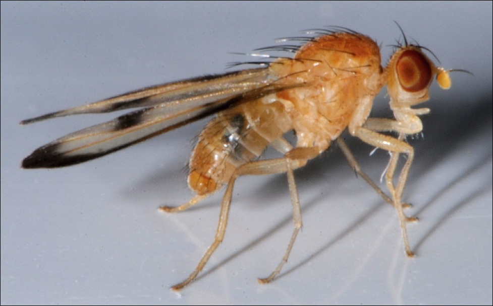 Diptera.info - Discussion Forum: Palloptera trimacula? (Pallopteridae)