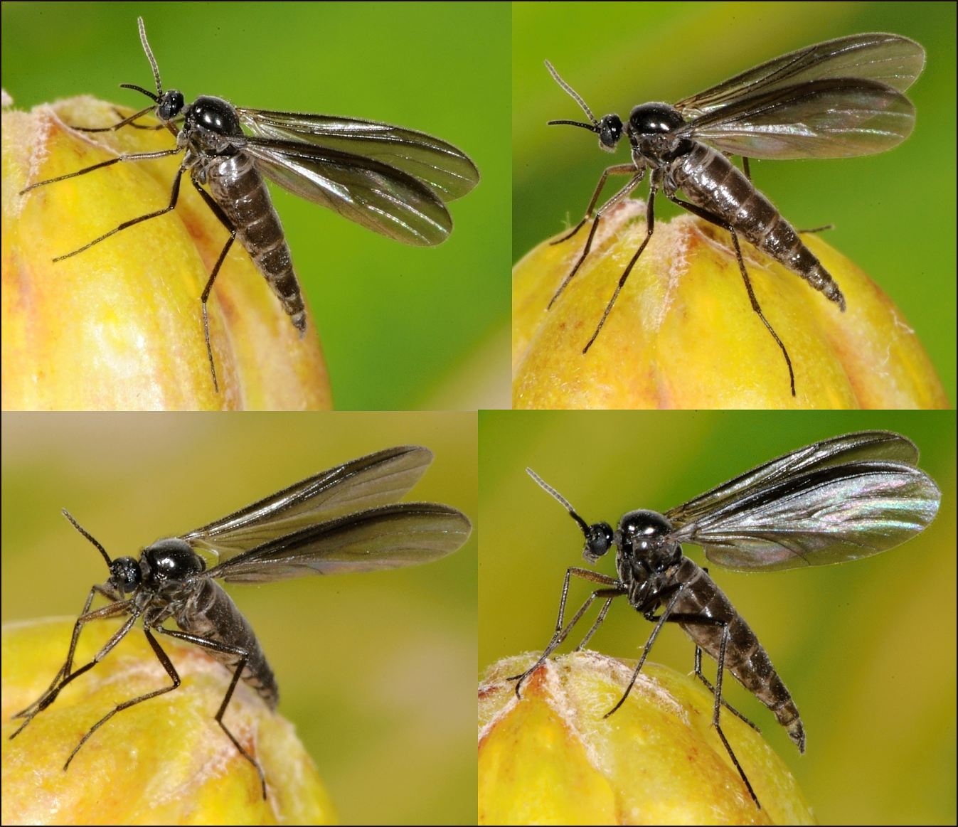 Diptera.info - Discussion Forum: Sciara sp.(female)? (Sciaridae)