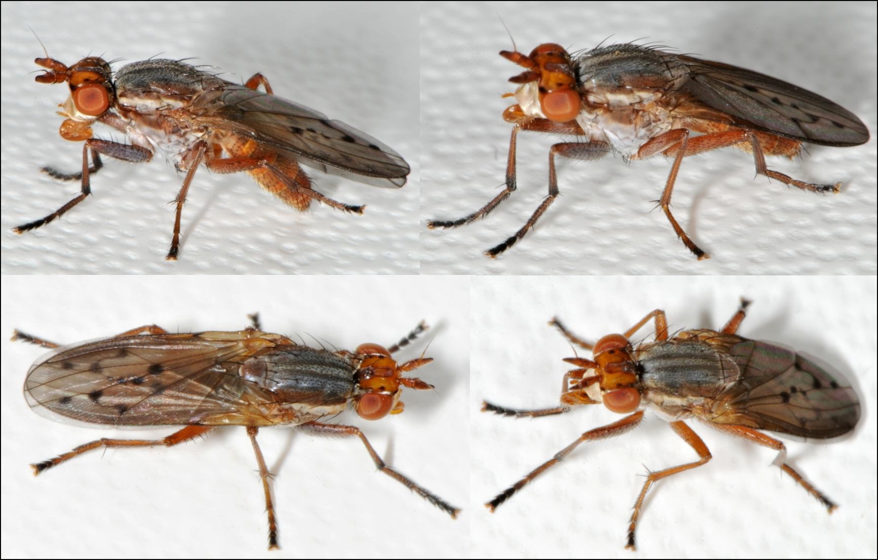 Diptera.info - Discussion Forum: Hydromya dorsalis? (Sciomyzidae)