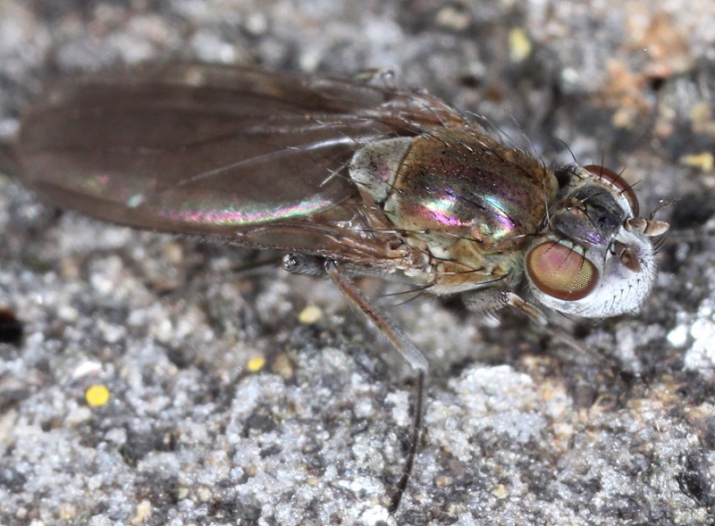 Diptera.info - Discussion Forum: Ephydridae, Ephydra macellaria ...
