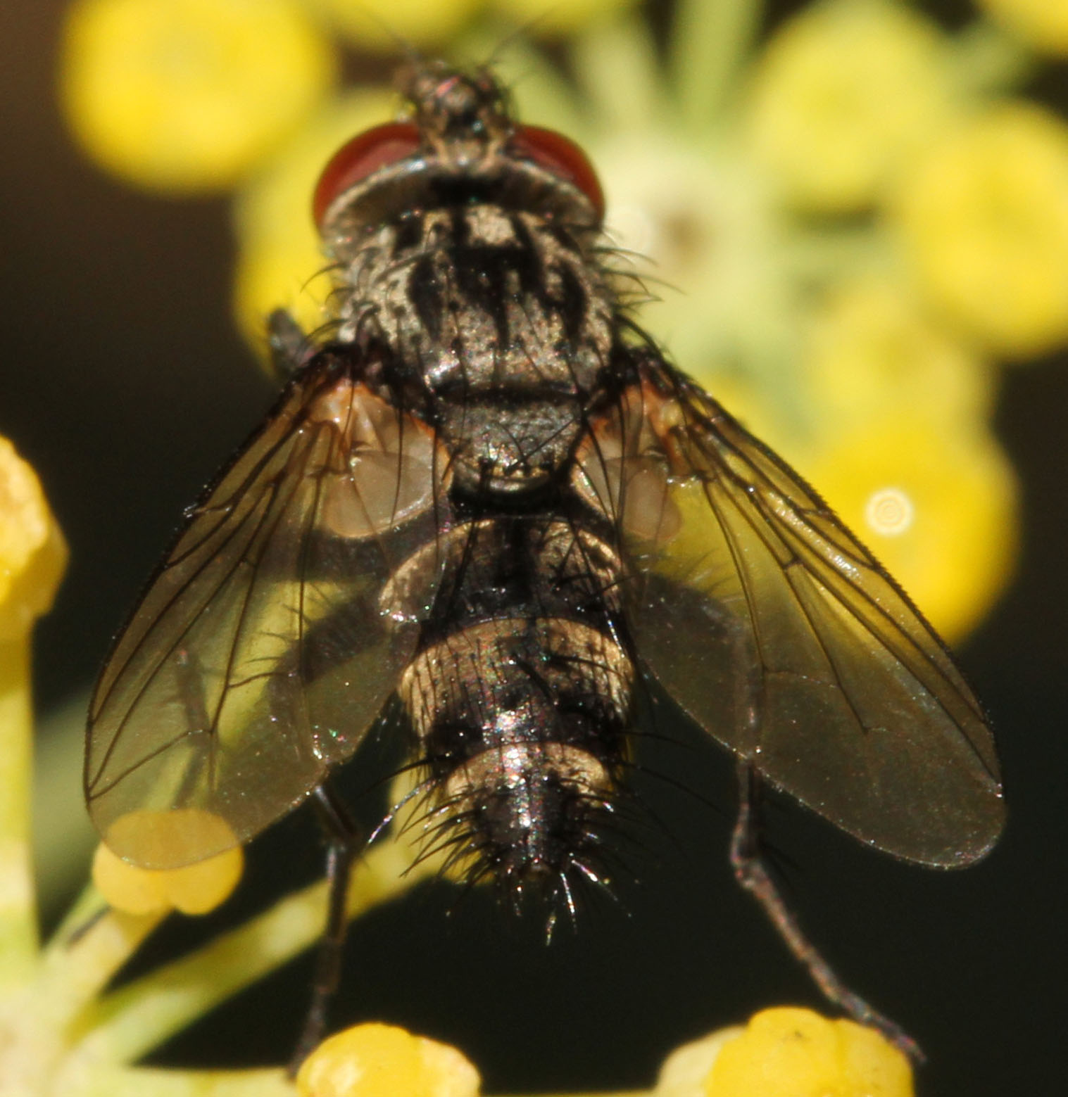 Diptera.info - Discussion Forum: Exorista rustica female (Bel)