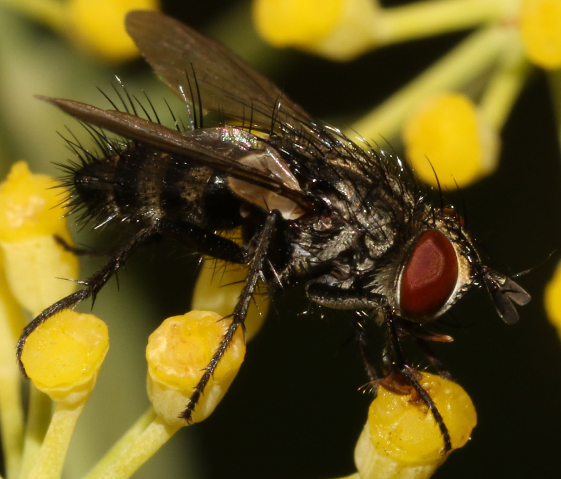 Diptera.info - Discussion Forum: Exorista rustica female (Bel)