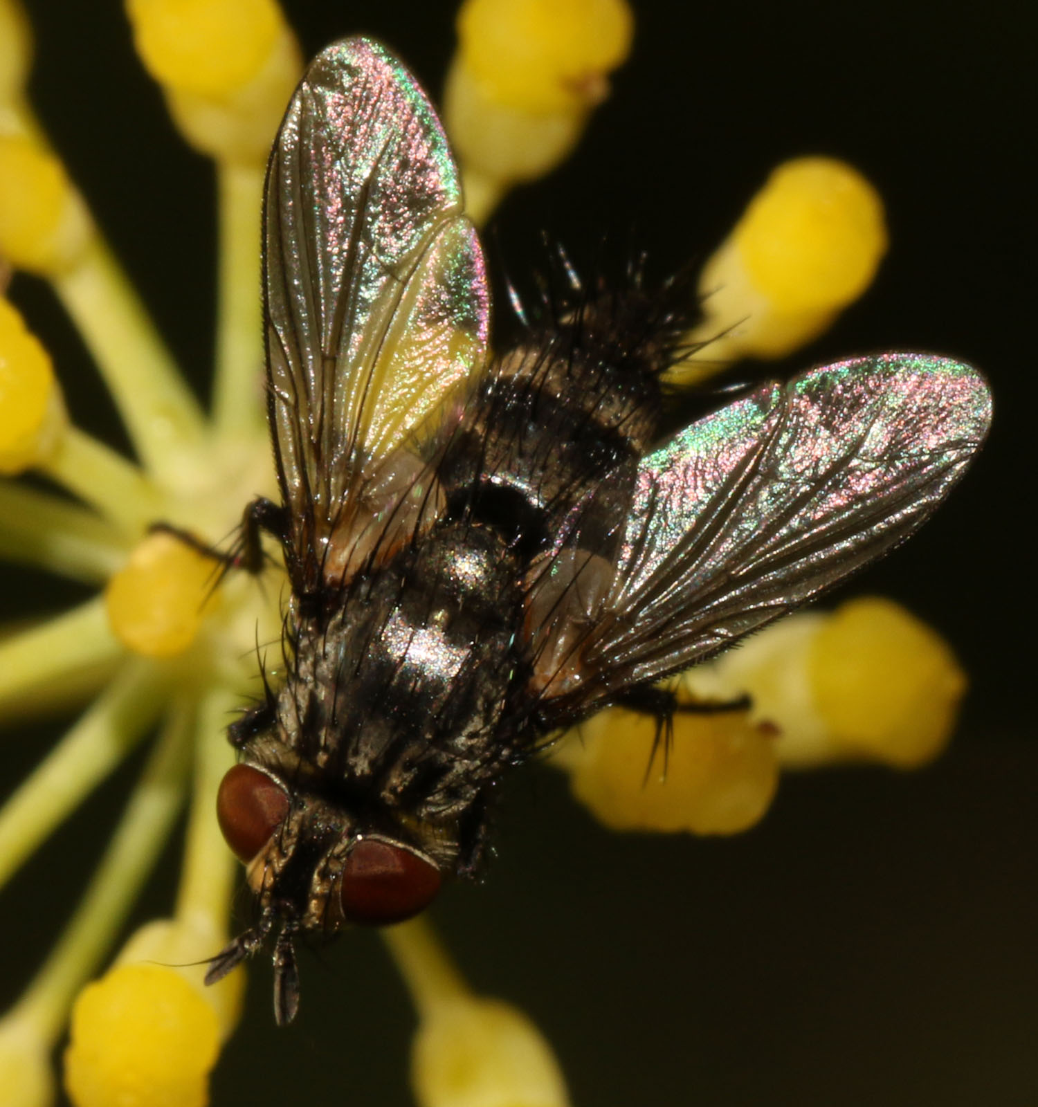 Diptera.info - Discussion Forum: Exorista rustica female (Bel)