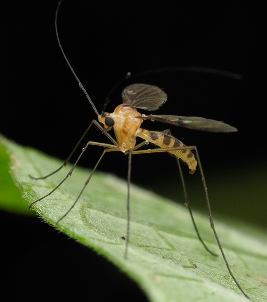 Diptera.info - Discussion Forum: Tipulid for id.