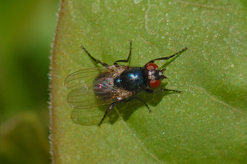 Diptera.info - Discussion Forum: cf. Hydrotaea ignava - Muscidae
