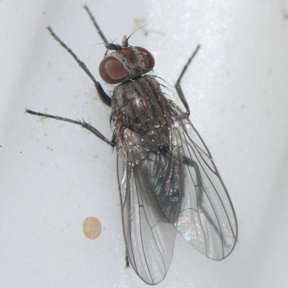 Diptera.info - Discussion Forum: Fanniidae? (02.04.11)