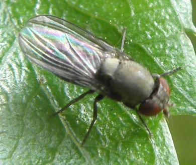 Diptera.info - Discussion Forum: small grey fly -> Leucopis (Chamaemyiidae)
