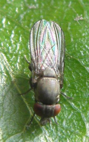 Diptera.info - Discussion Forum: small grey fly -> Leucopis (Chamaemyiidae)