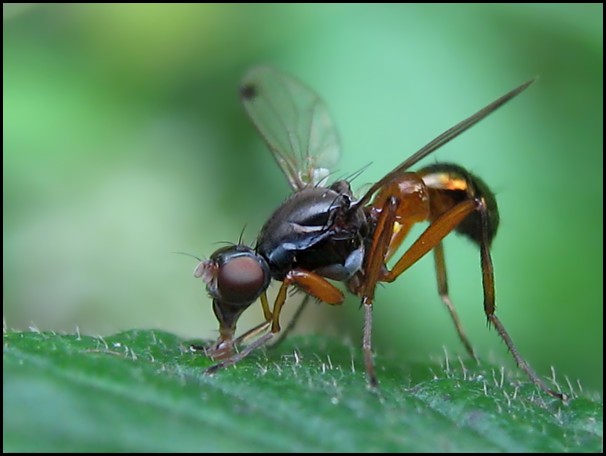 Diptera.info - Discussion Forum: Sepsis punctum