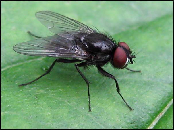 Diptera.info - Discussion Forum: Hydrotaea spec.