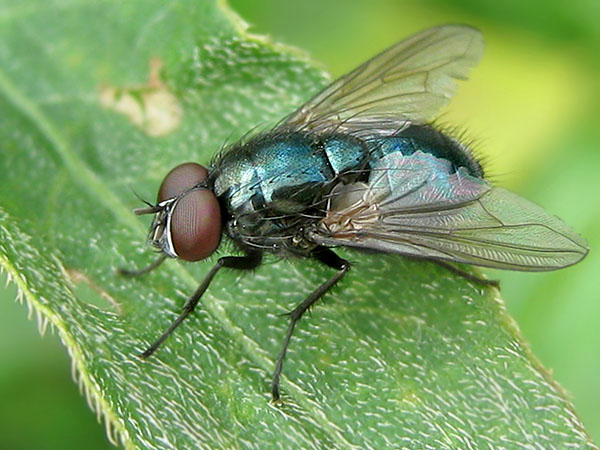 Diptera.info - Discussion Forum: Pyrellia rapax - Muscidae