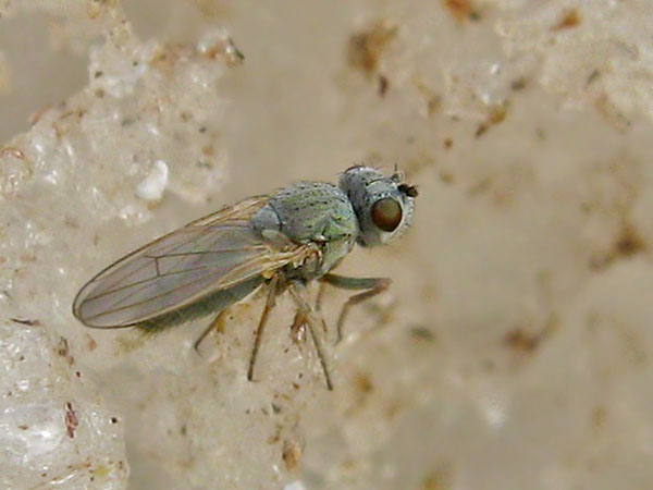 Diptera.info - Discussion Forum: Ephydra gracilis - Ephydridae 2