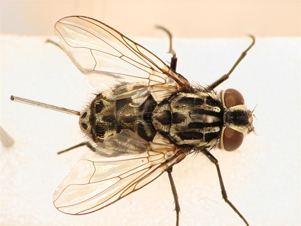 Muscidae - meddic
