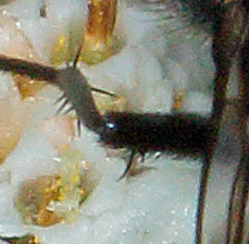 Diptera.info - Discussion Forum: Muscidae; Graphomya