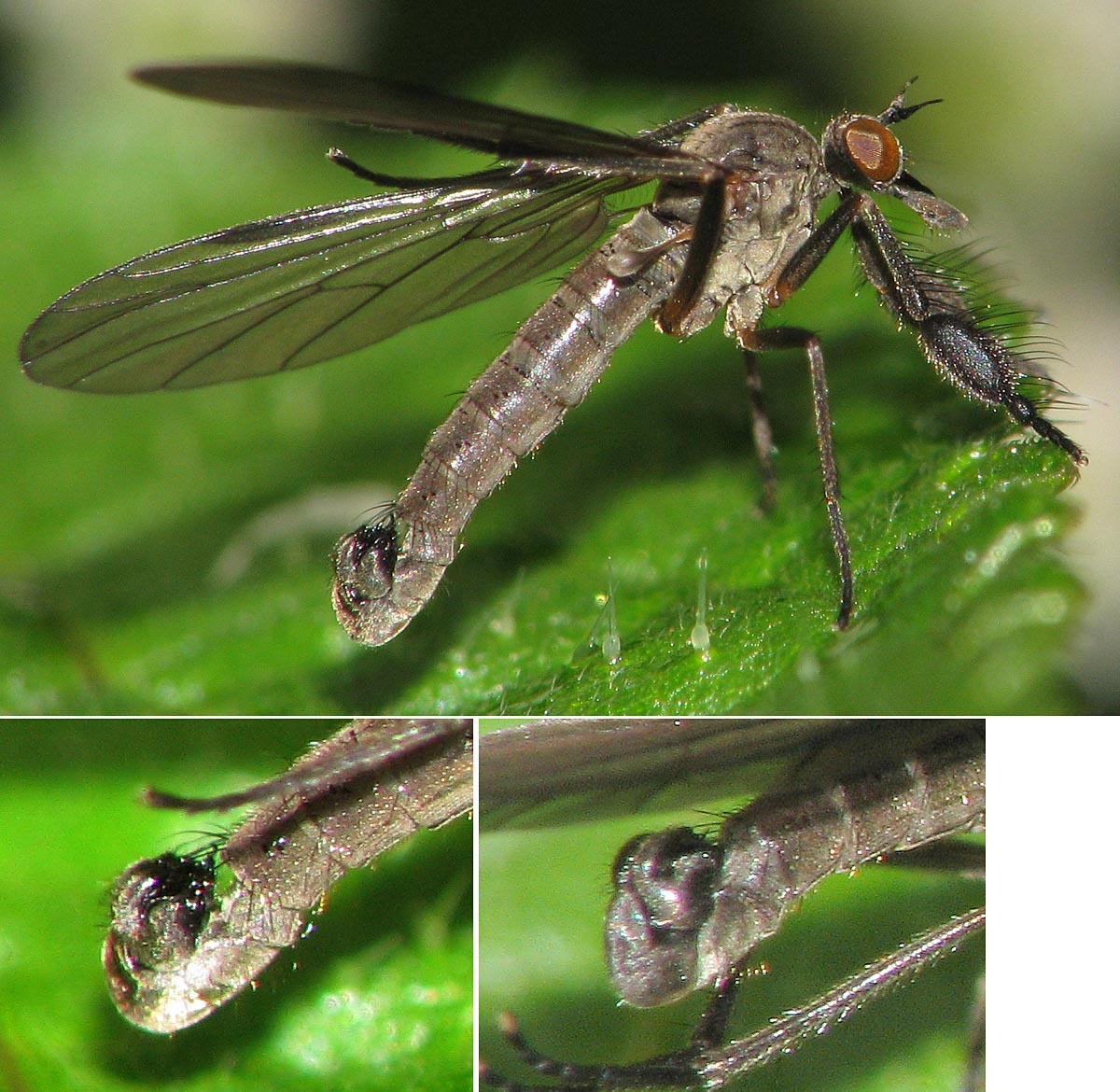 Diptera.info - Discussion Forum: Empididae - Hilara?