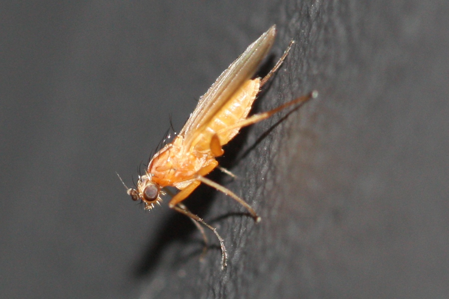 Diptera.info - Discussion Forum: Small orange fly?