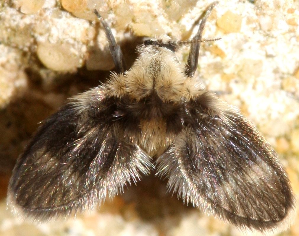 Diptera.info - Discussion Forum: Psychodidae