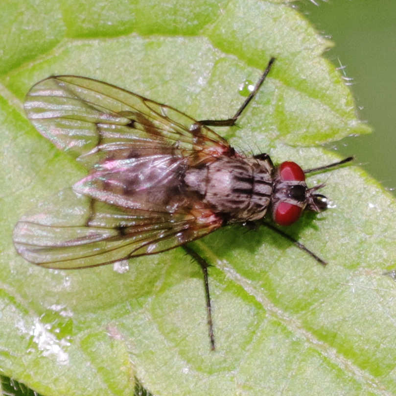 Diptera.info - Discussion Forum: Muscidae or Anthomyiidae