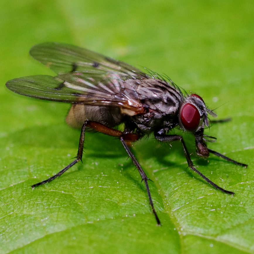 Diptera.info - Discussion Forum: Muscidae or Anthomyiidae