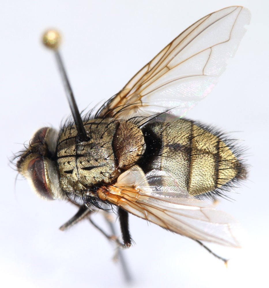 Diptera.info - Discussion Forum: Zenillia