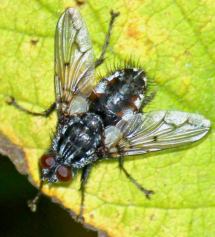 Diptera.info - Discussion Forum: Tachinid ID -> Trixa conspersa