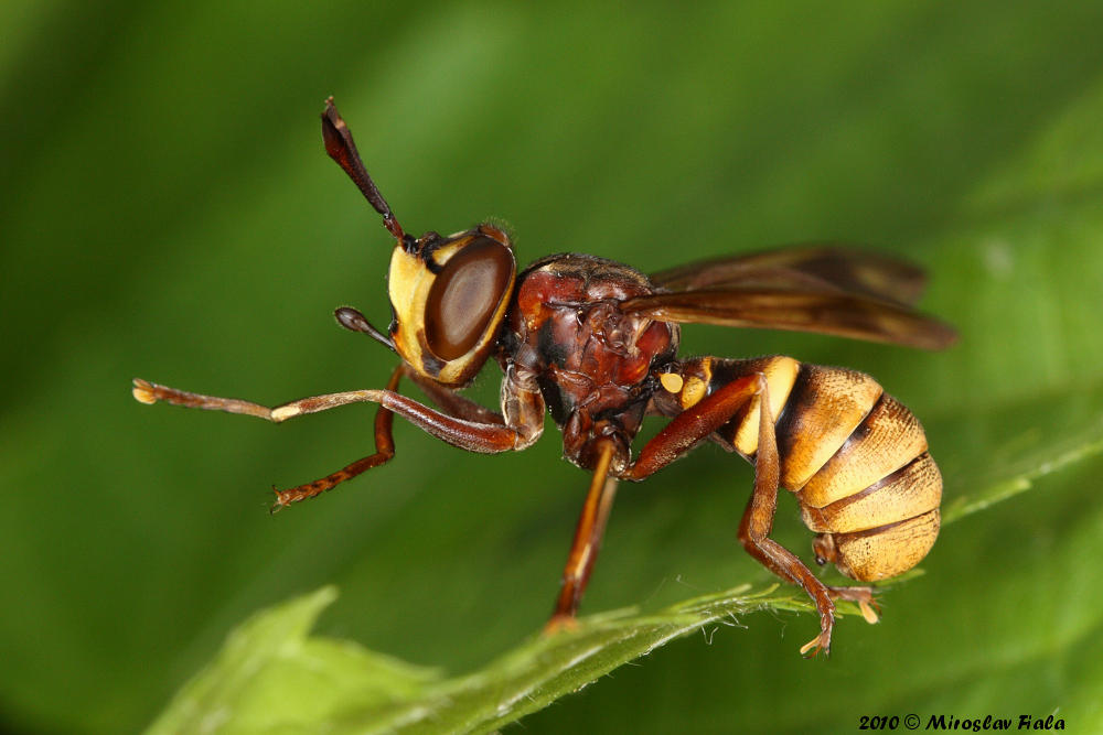 Conops vesicularis - Alchetron, The Free Social Encyclopedia