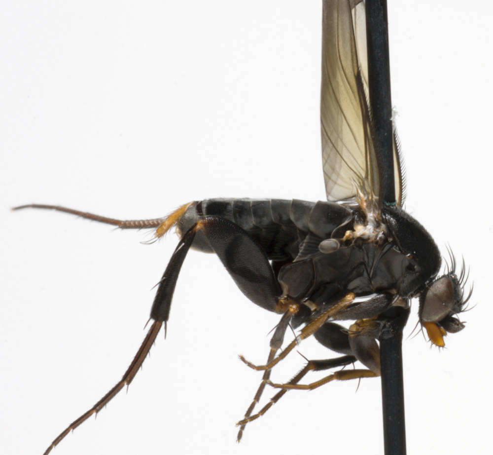 Diptera.info - Discussion Forum: Phoridae, Diplonevra sp.