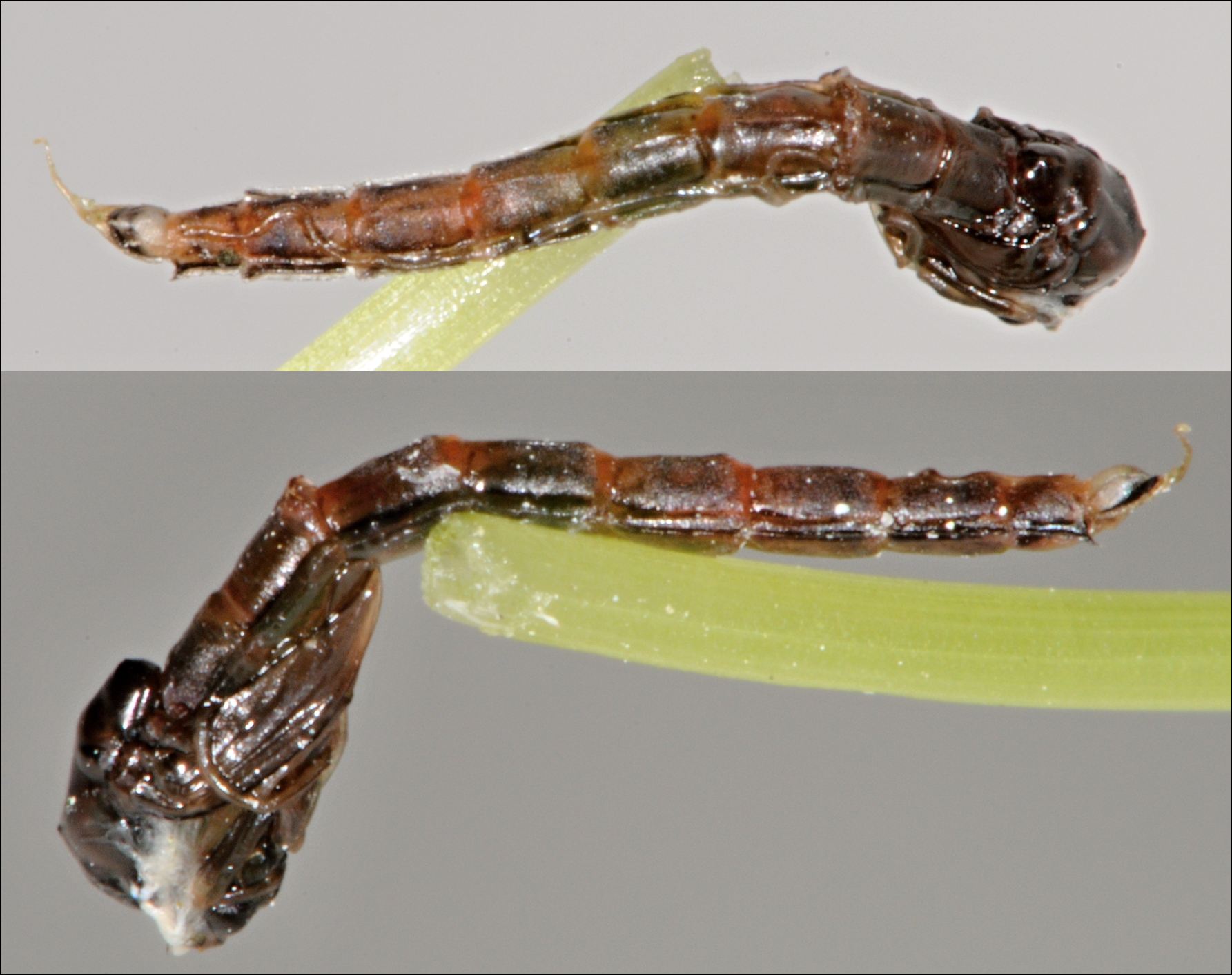 Diptera.info - Discussion Forum: Culex molestus? Culex pipiens (male)