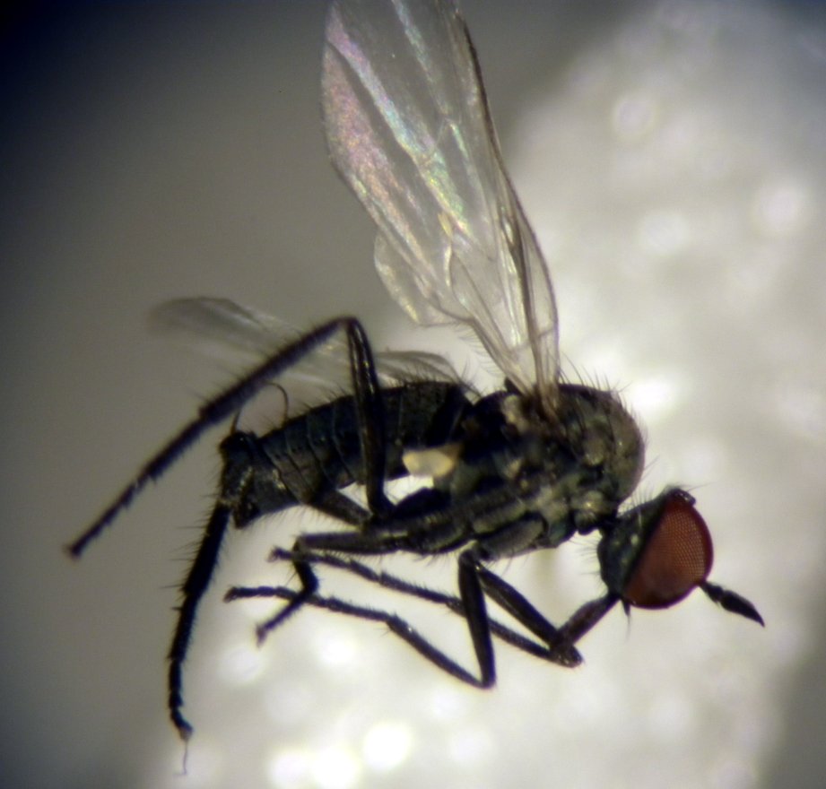 Diptera.info - Discussion Forum: Rhamphomyia sp.