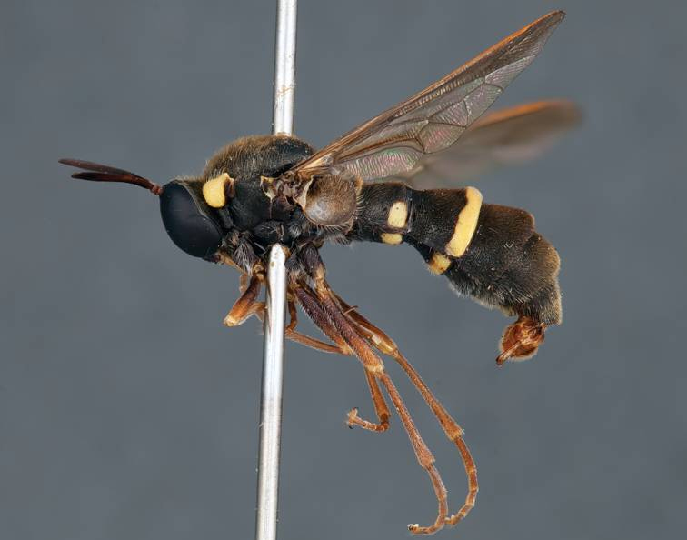 Diptera.info - Discussion Forum: Acroceridae - Leucopsina odyneroides ...