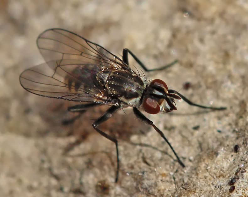 Diptera.info - Discussion Forum: Lispe for ID, C Spain --> Limnophora ...