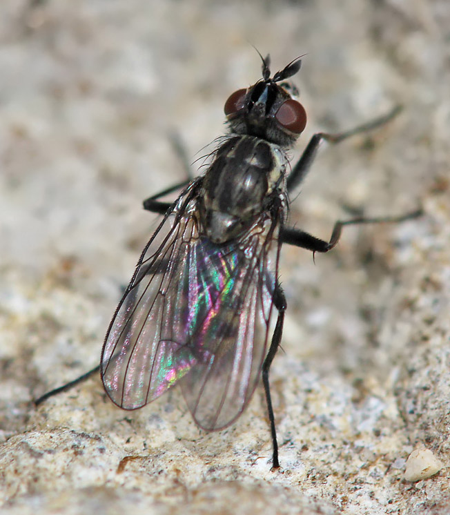 Diptera.info - Discussion Forum: Lispe for ID, C Spain --> Limnophora ...