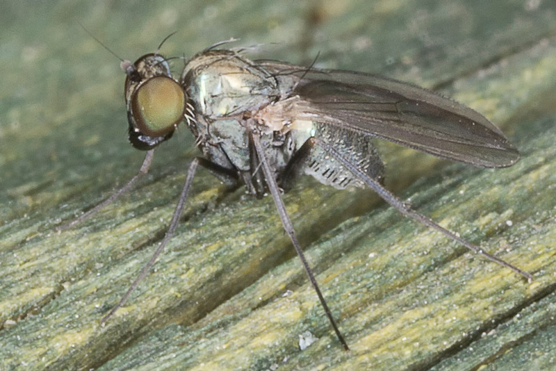 Medetera - Alchetron, The Free Social Encyclopedia