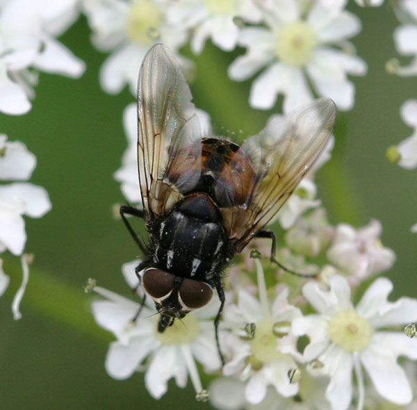 Diptera.info - Discussion Forum: Musca sp?