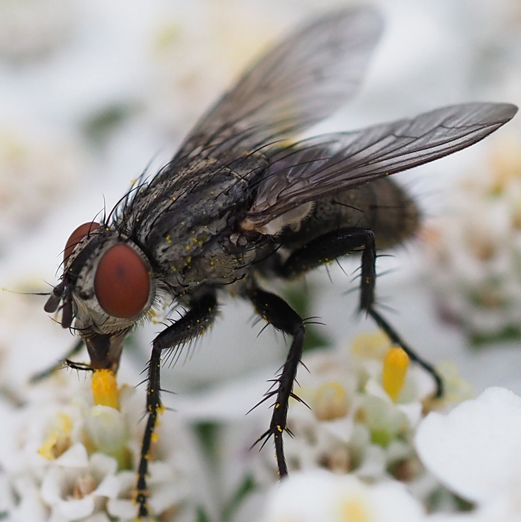 Diptera.info - Discussion Forum: ? Muscidae ? Sarcophagidae