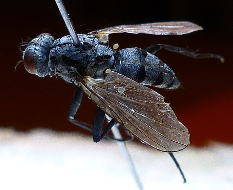 Diptera.info - Discussion Forum: Muscidae?