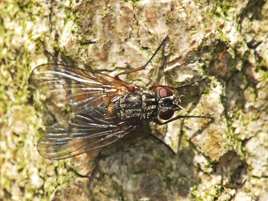 Diptera.info - Discussion Forum: Muscidae
