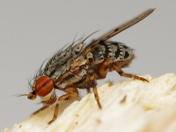 Odiniidae - Alchetron, The Free Social Encyclopedia