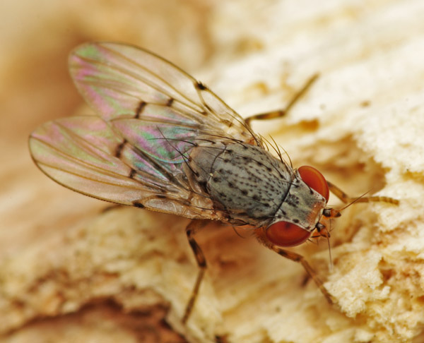 Odiniidae - Alchetron, The Free Social Encyclopedia